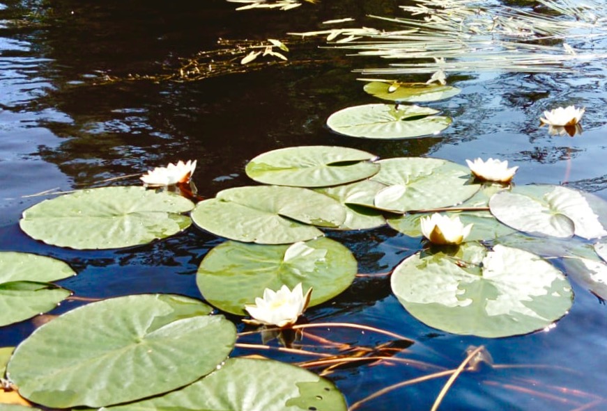 Olhava lyhyesti – Olhava.fi